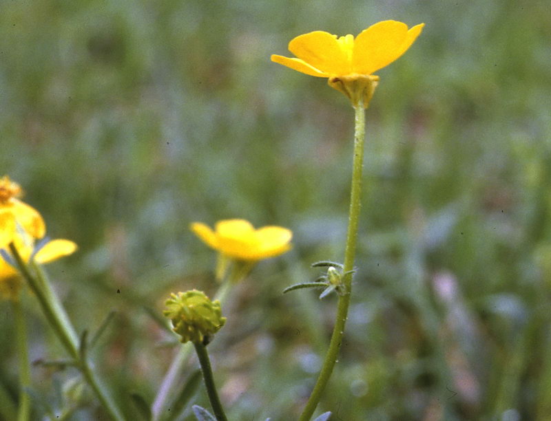 Ranunculus photos
